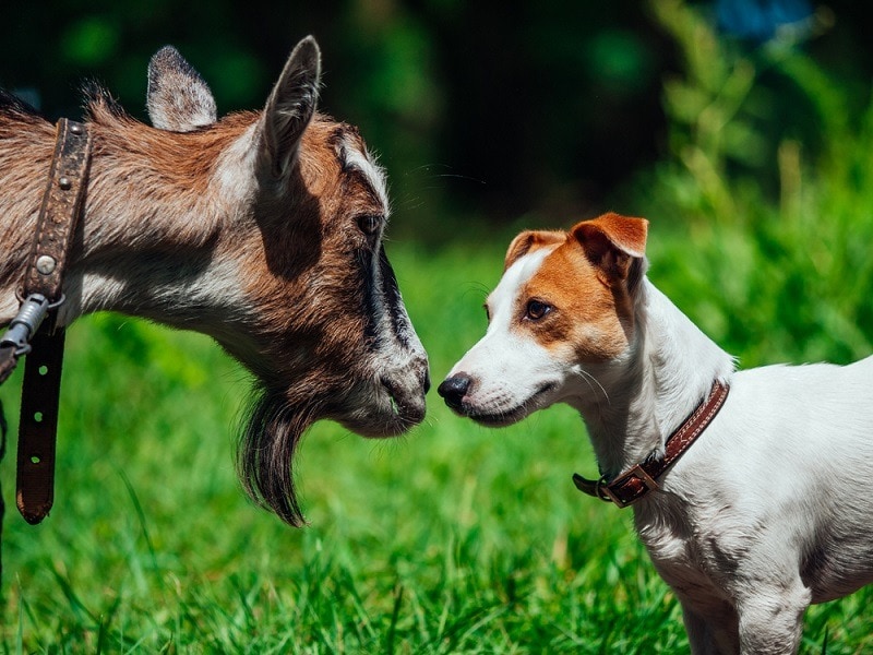 Goat milk for dogs - healthy or not? - DogBitters