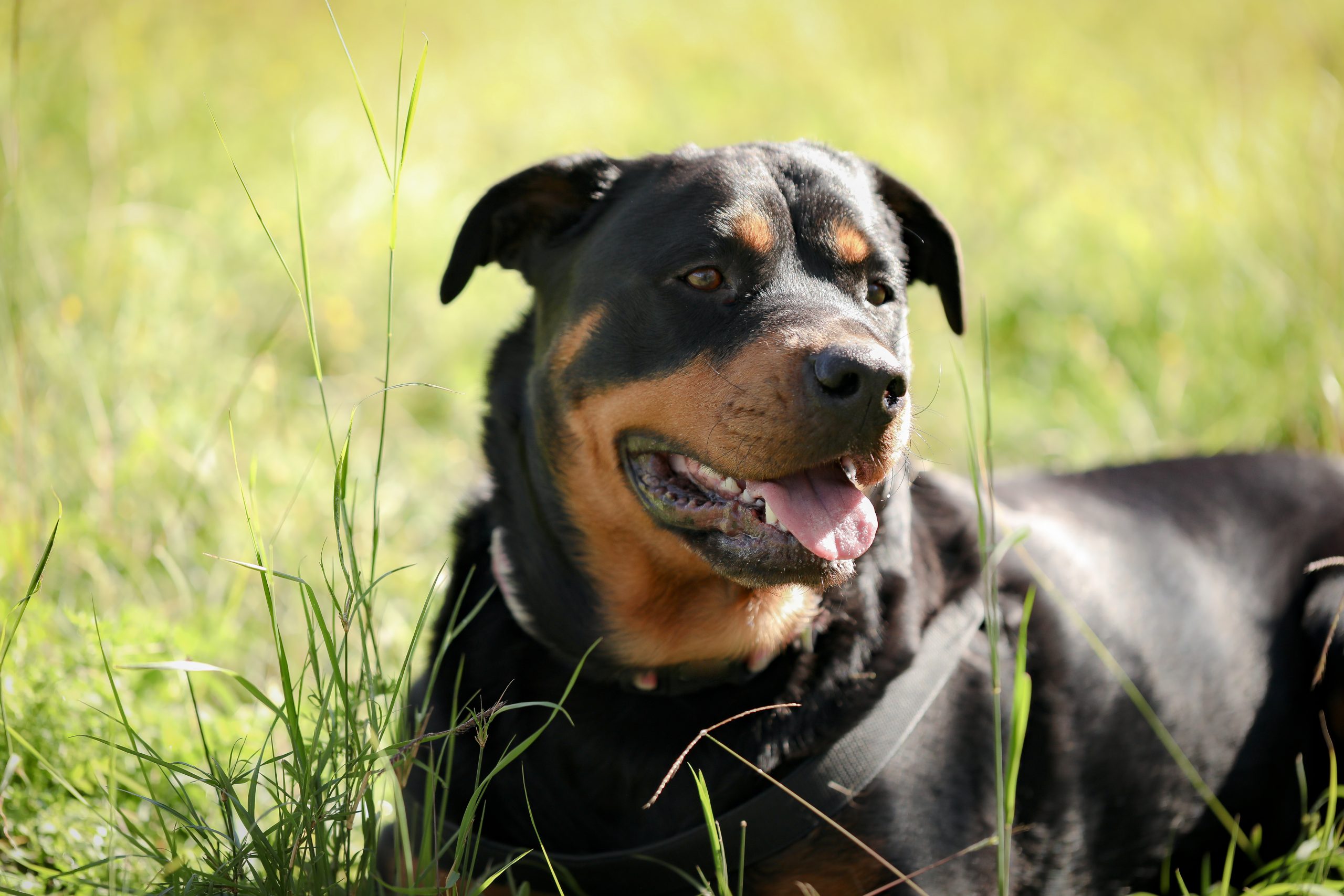 Rottweiler diet - the right one according to the age - DogBitters