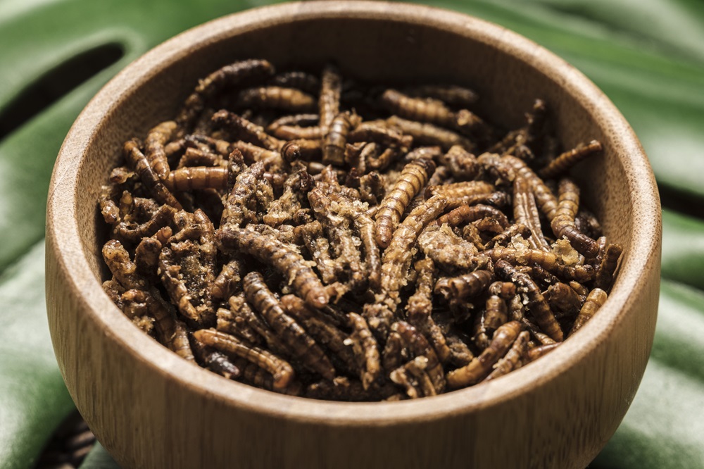 Insect based dog food: The solution for allergies - DogBitters