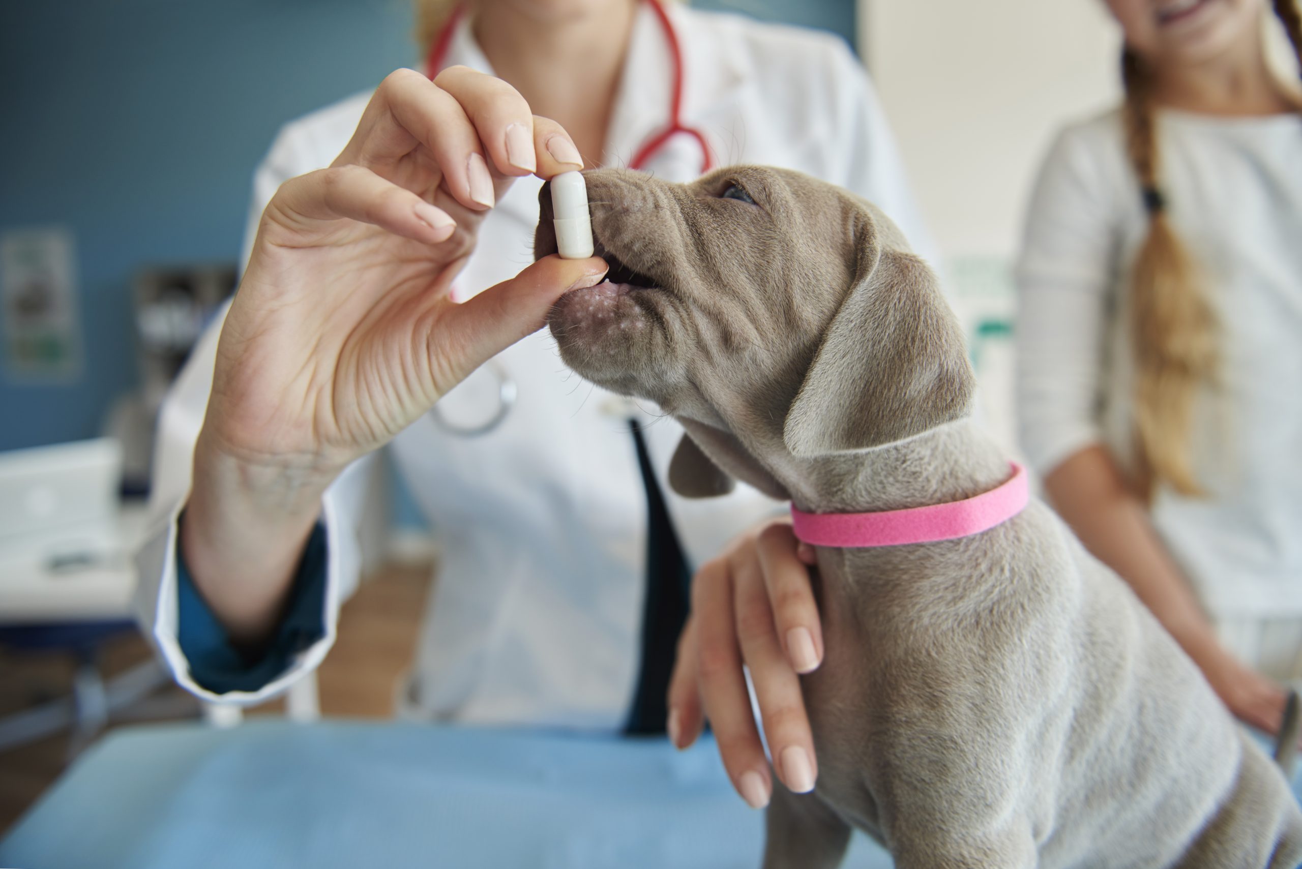 The Immune System of Dogs: Importance and Functioning - DogBitters